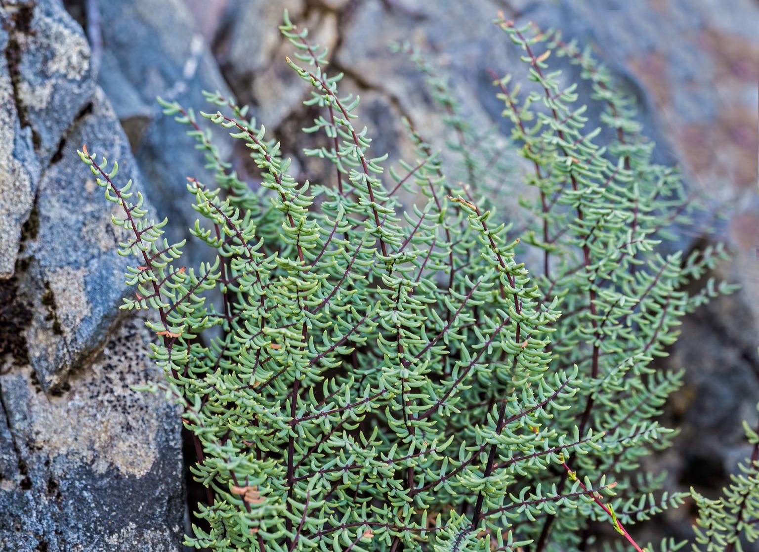 About Us | Cliffbrake